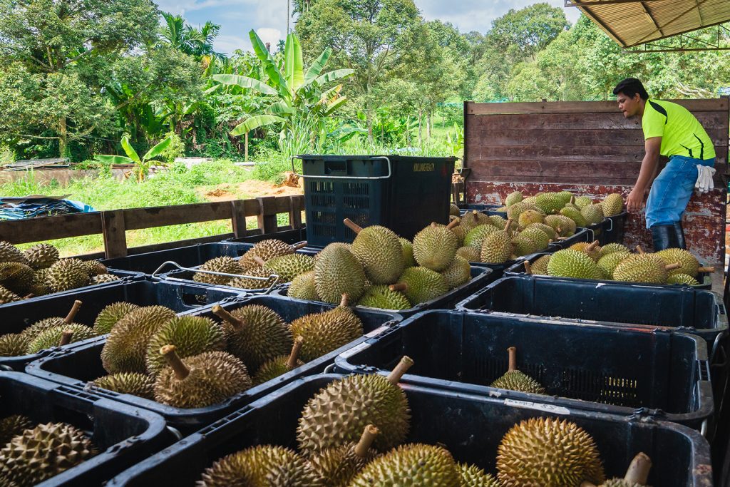 Durian Myths Debunked: Top 5 Myths - Top Fruits