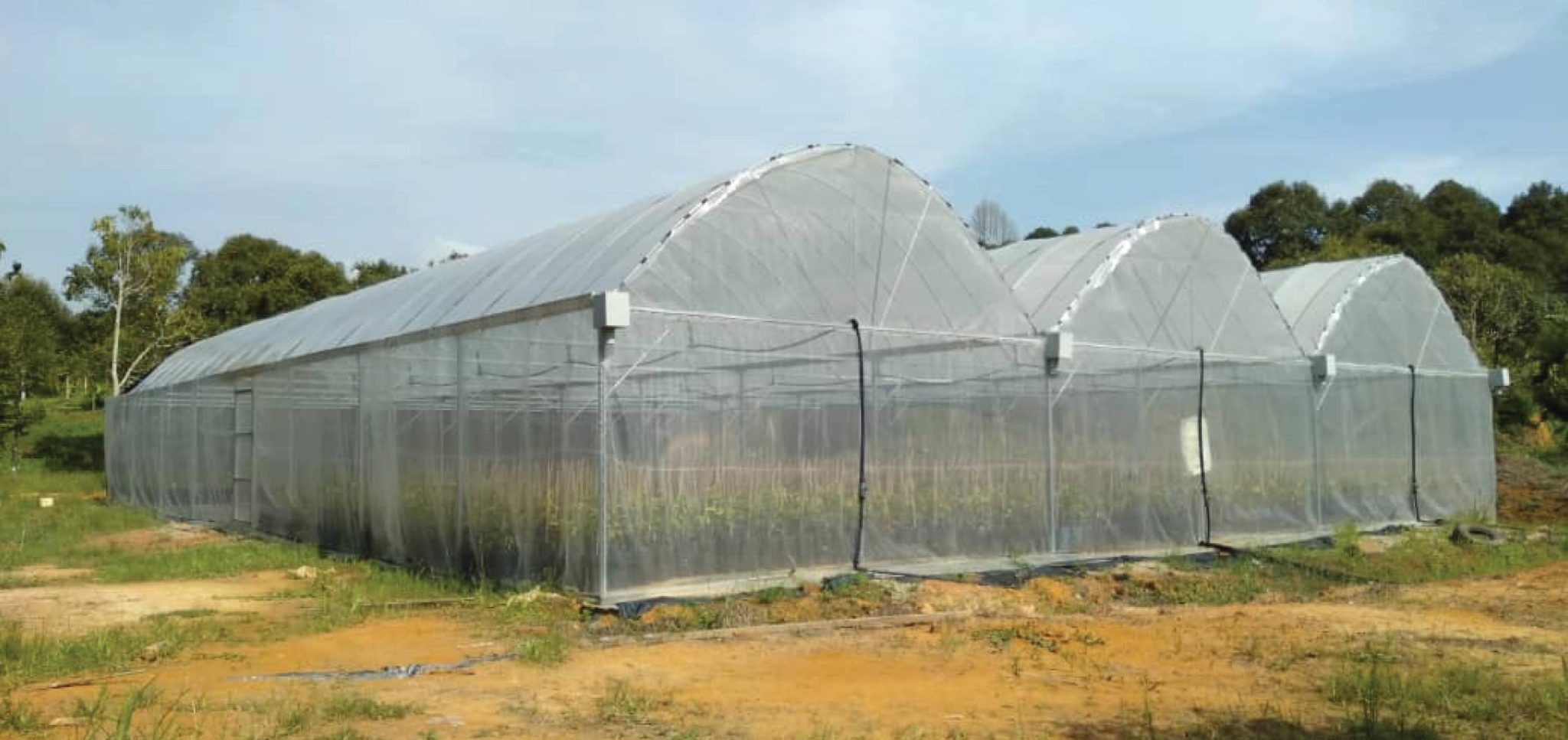 Trusted Durian Nursery - High-Quality Seedlings & Expert Guidance