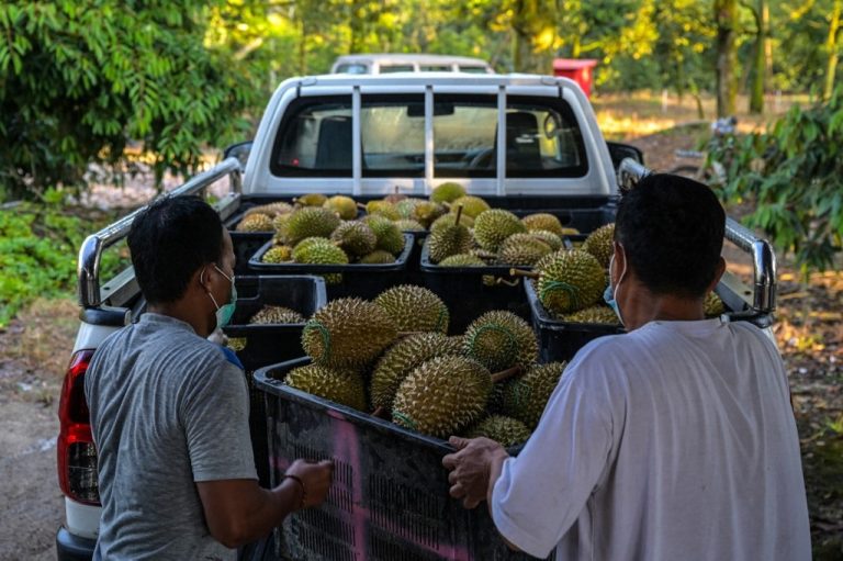 Durian Harvesting: A Comprehensive Guide - Top Fruits