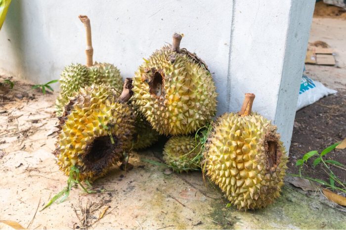 Durian Diseases and Pests: How to Prevent? - Top Fruits