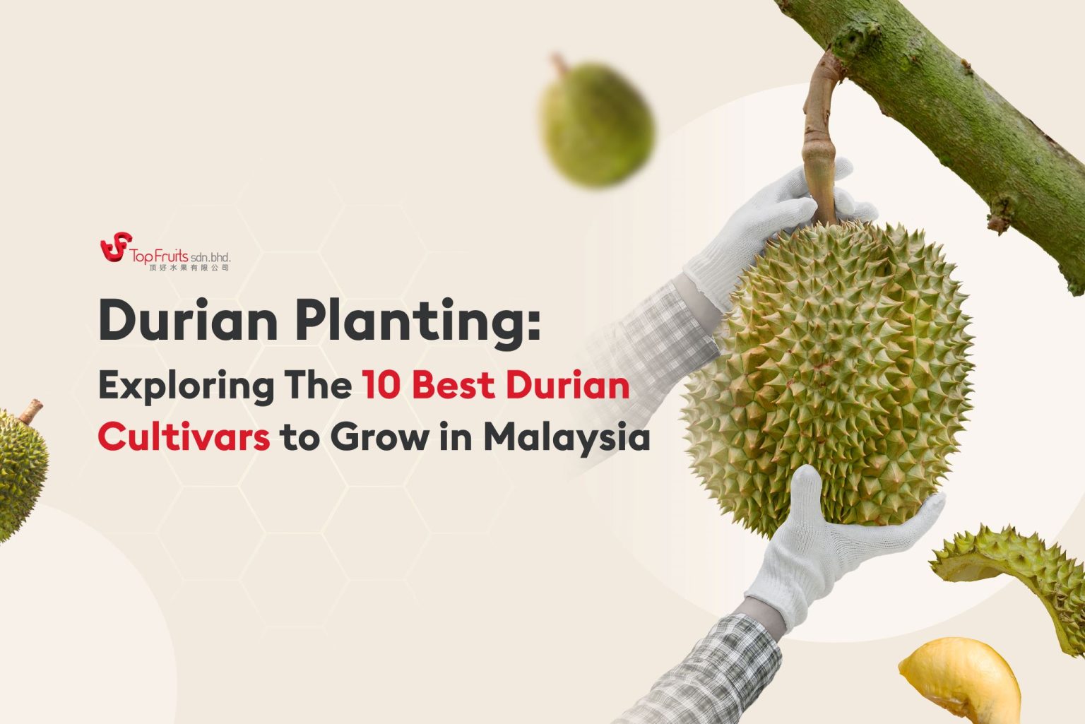 Durian Planting : Exploring The 10 Best Durian Cultivars to Grow in ...