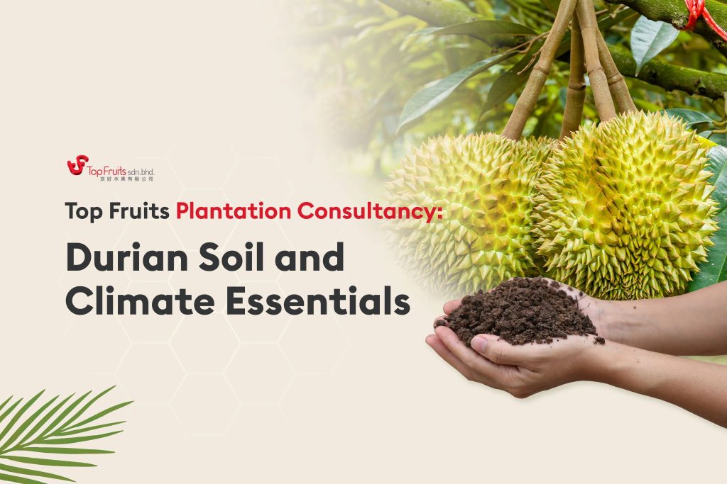Top Fruits Plantation Consultancy: Durian Soil and Climate Essentials ...